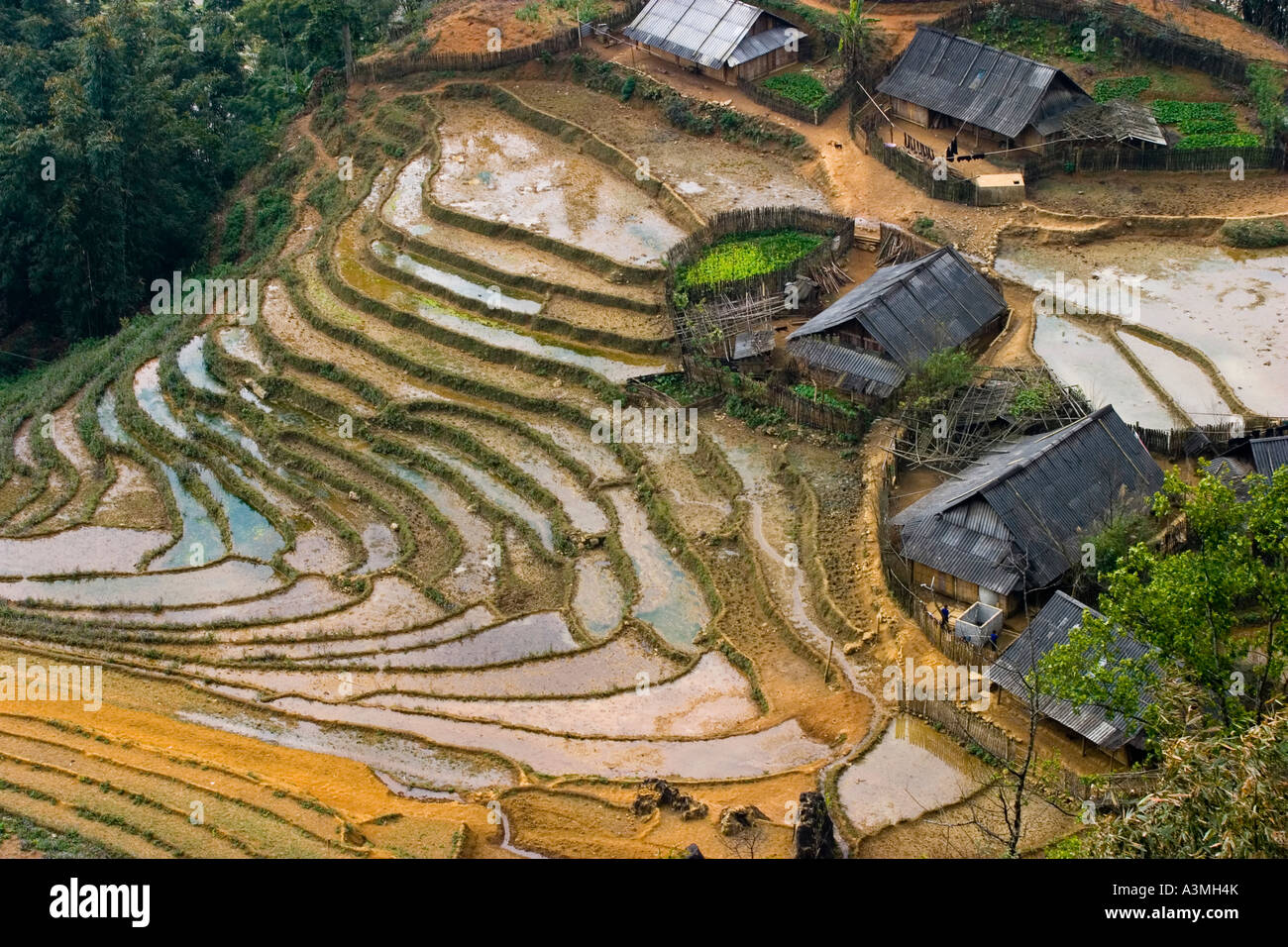 Rice Fields of Sapa - Vietnam Stock Photo - Alamy