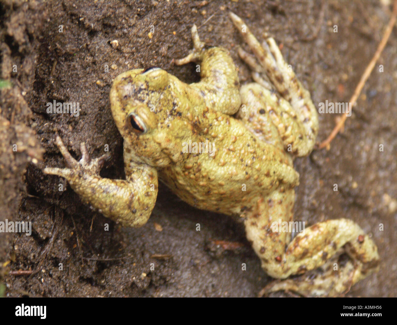 Ground frog hi-res stock photography and images - Alamy