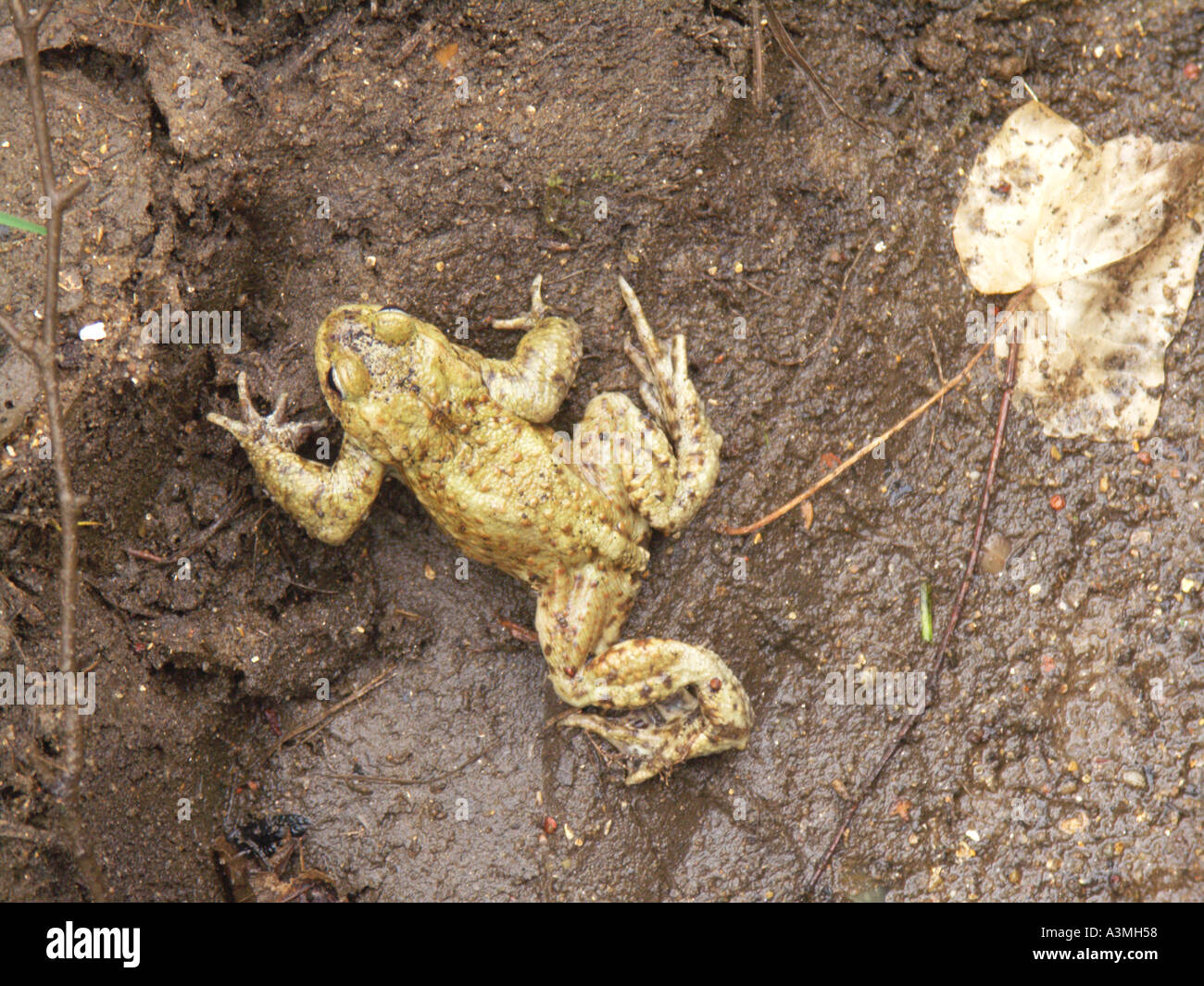 Ground frogs hi-res stock photography and images - Alamy