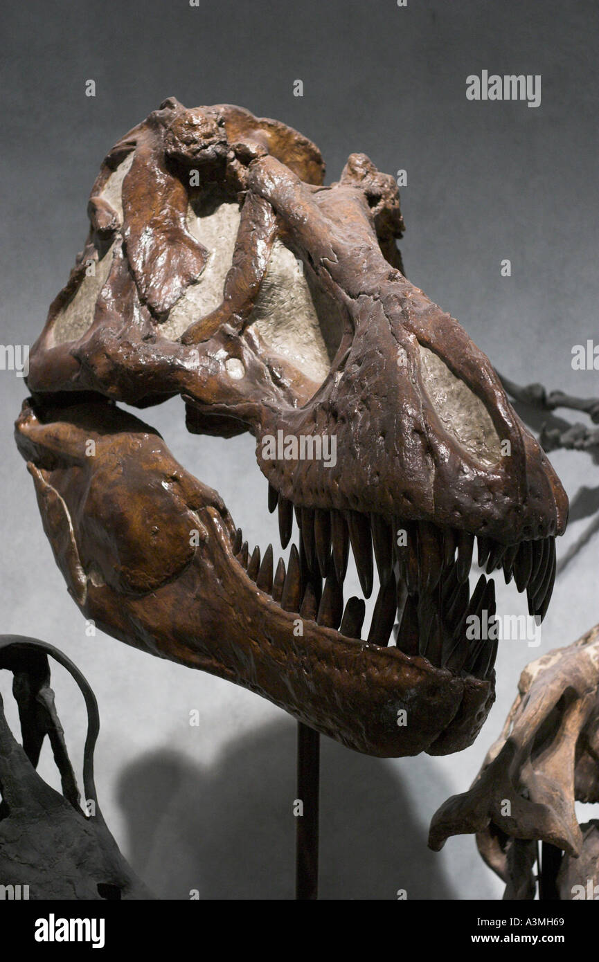 T rex teeth bone hi-res stock photography and images - Alamy
