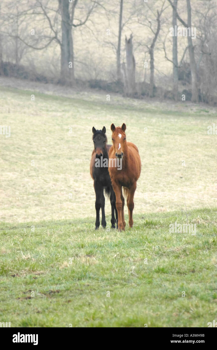 Thoroughbred Colt and Filly Stock Photo - Alamy