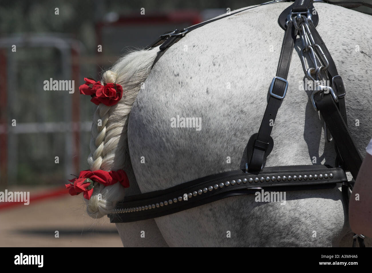 Horse rump hi-res stock photography and images - Alamy