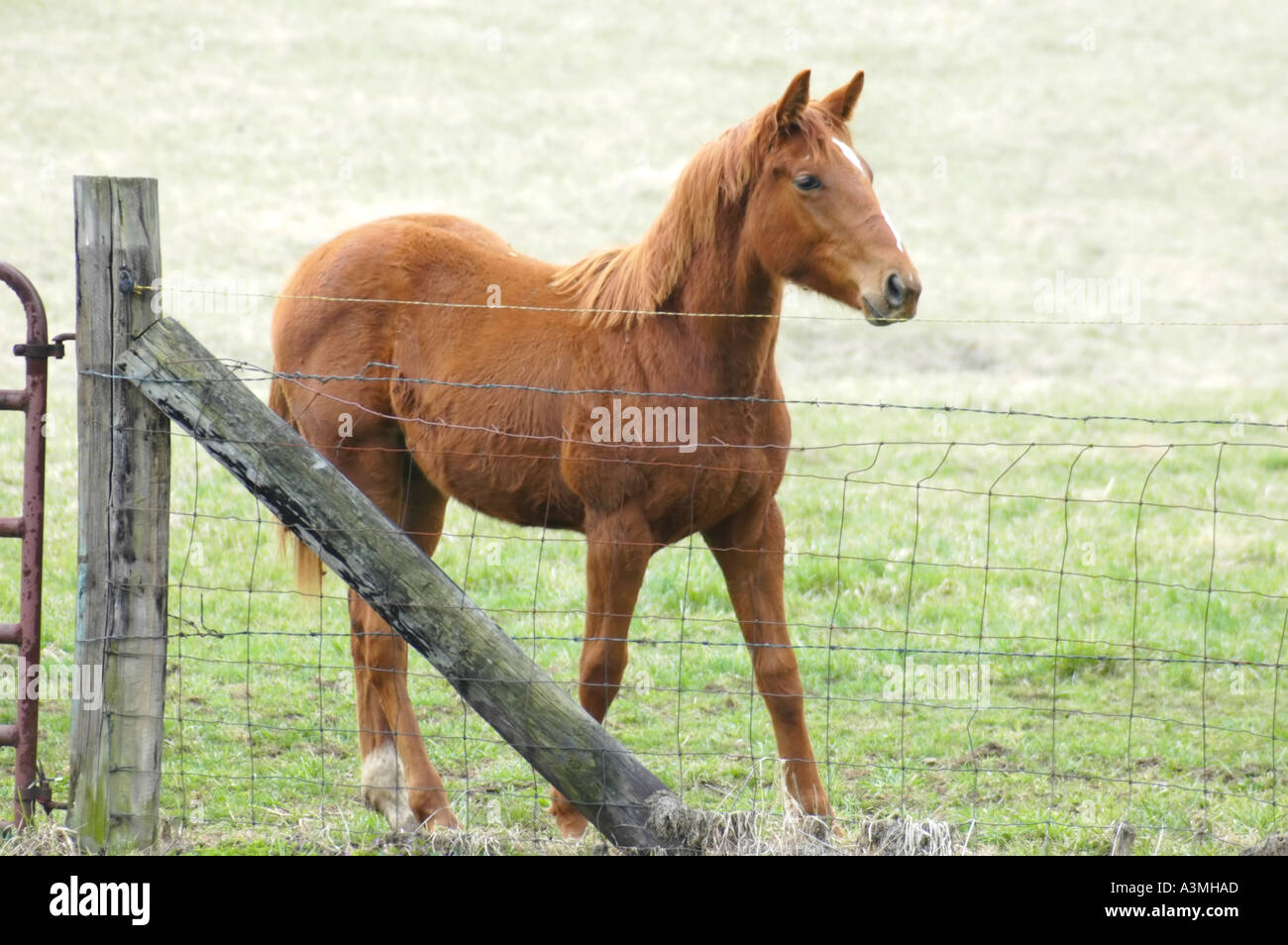 Thoroughbred horse colt in a pasture in the bluegrass region of ...