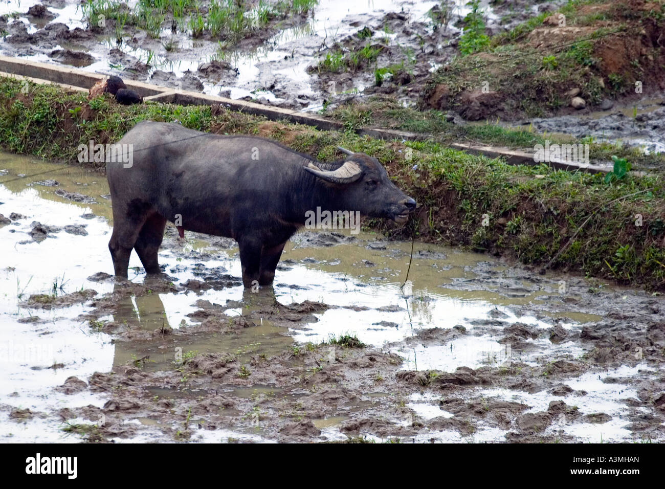 Water buffalo in a rice field between Sapa and Hanoi Stock Photo - Alamy