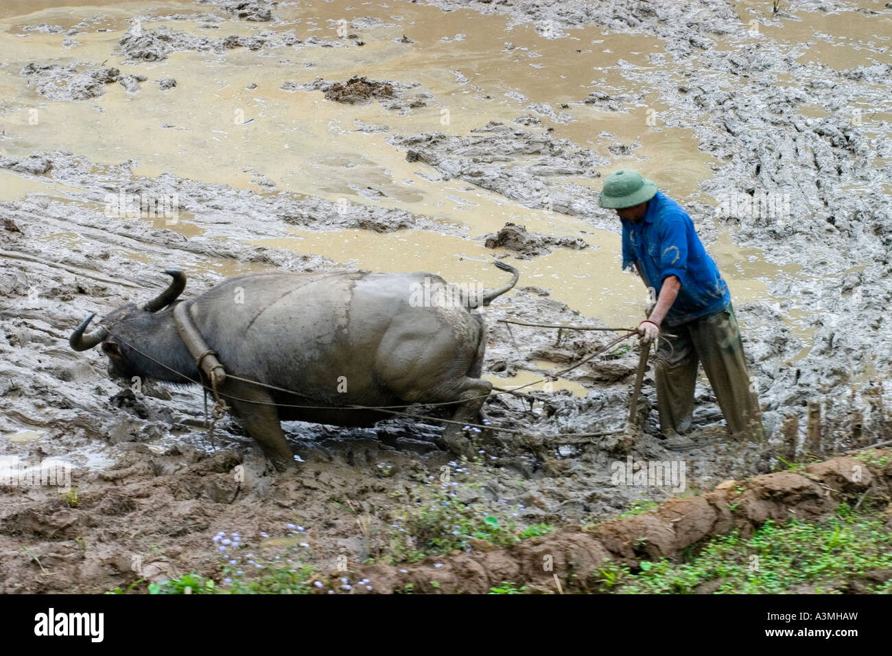 Mann working with a water buffalo in a rice field between Sapa and ...