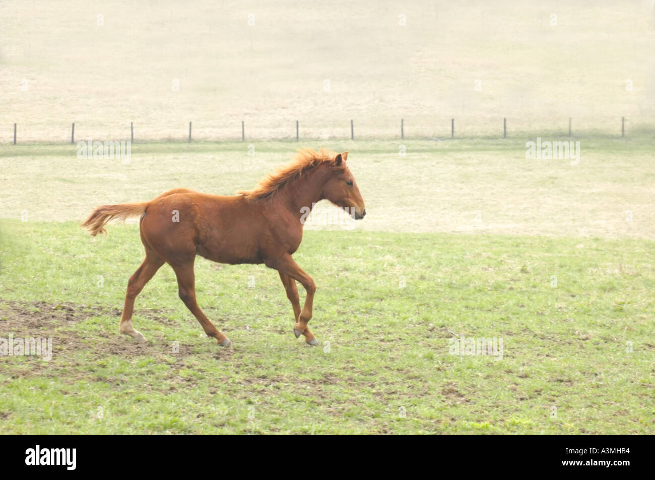 Thoroughbred horse colt running in a pasture in the bluegrass region of ...