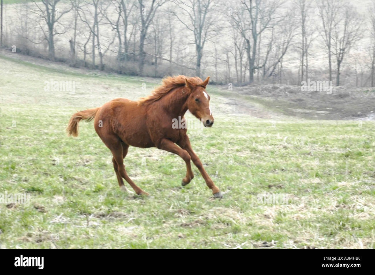 Thoroughbred horse colt running in a pasture in the bluegrass region of ...