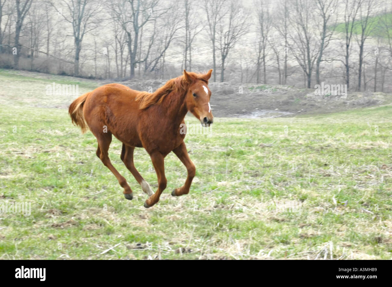 Thoroughbred colt kentucky hi-res stock photography and images - Alamy