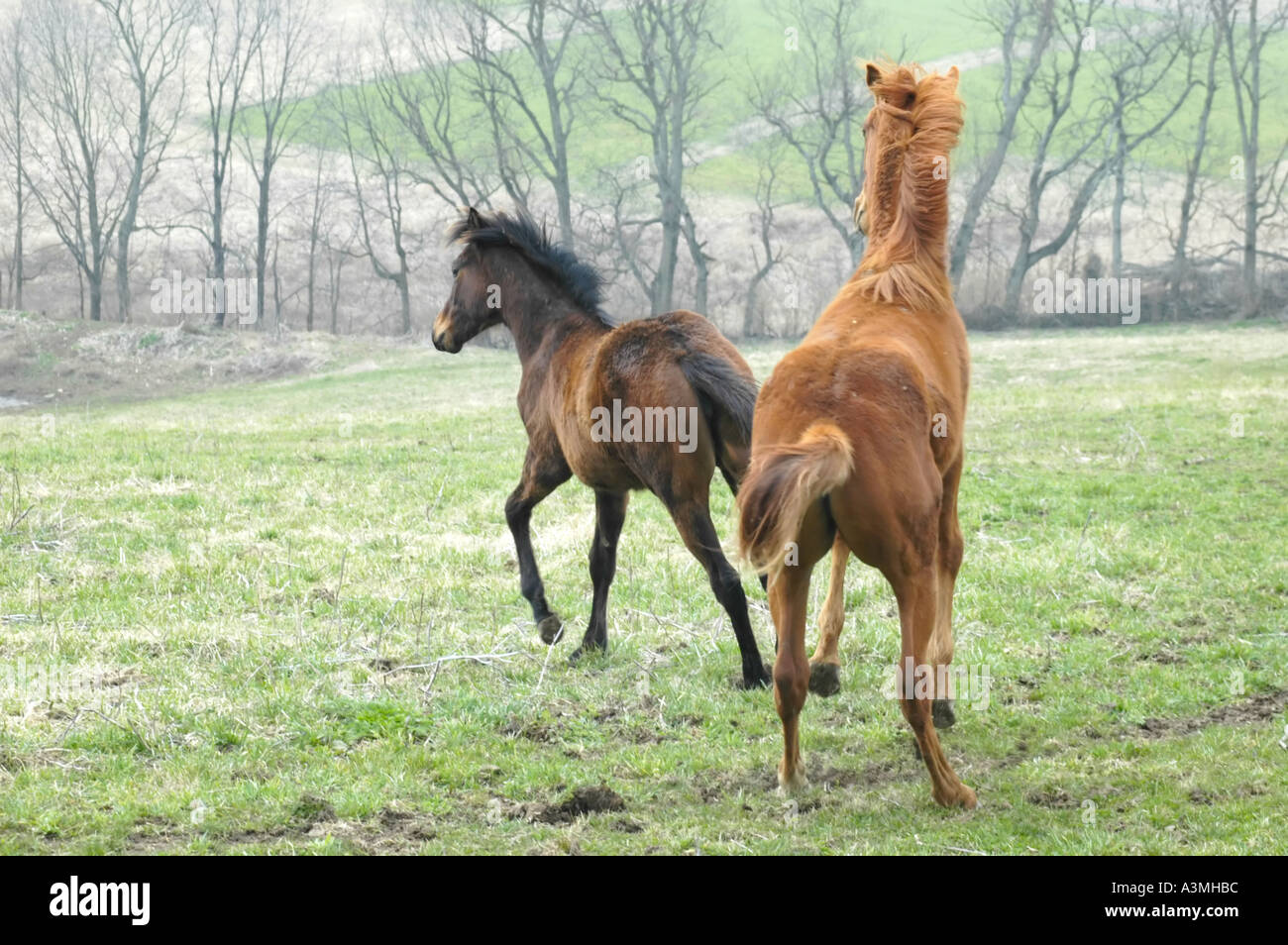 Thoroughbred colt hi-res stock photography and images - Alamy