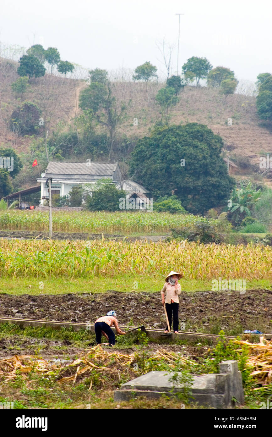 Rice field between Sapa and Hanoi Stock Photo - Alamy