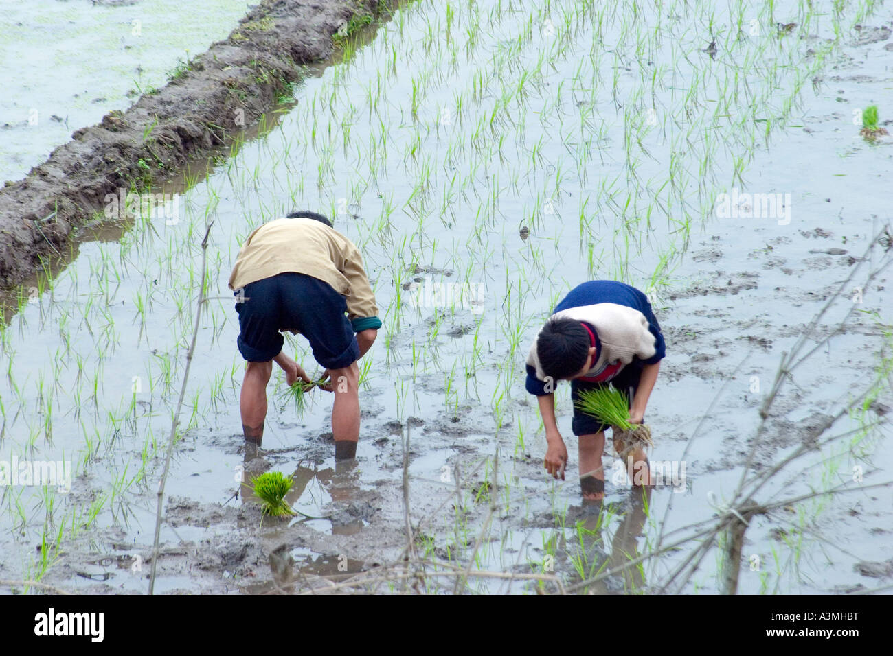 People Working in Rice field between Sapa and Hanoi Stock Photo - Alamy