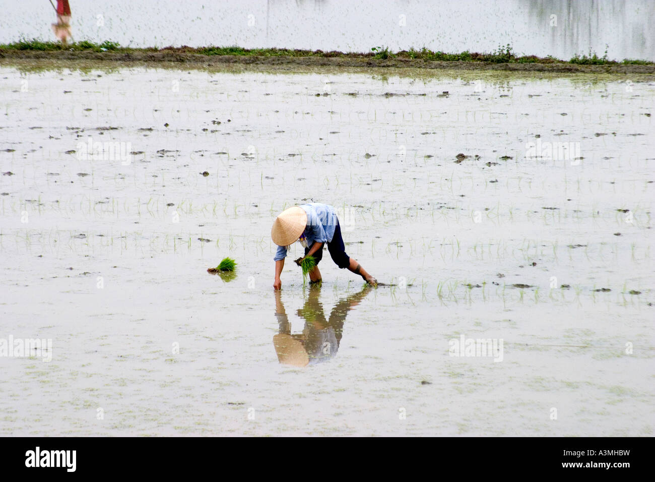 People Working in Rice field between Sapa and Hanoi Stock Photo - Alamy