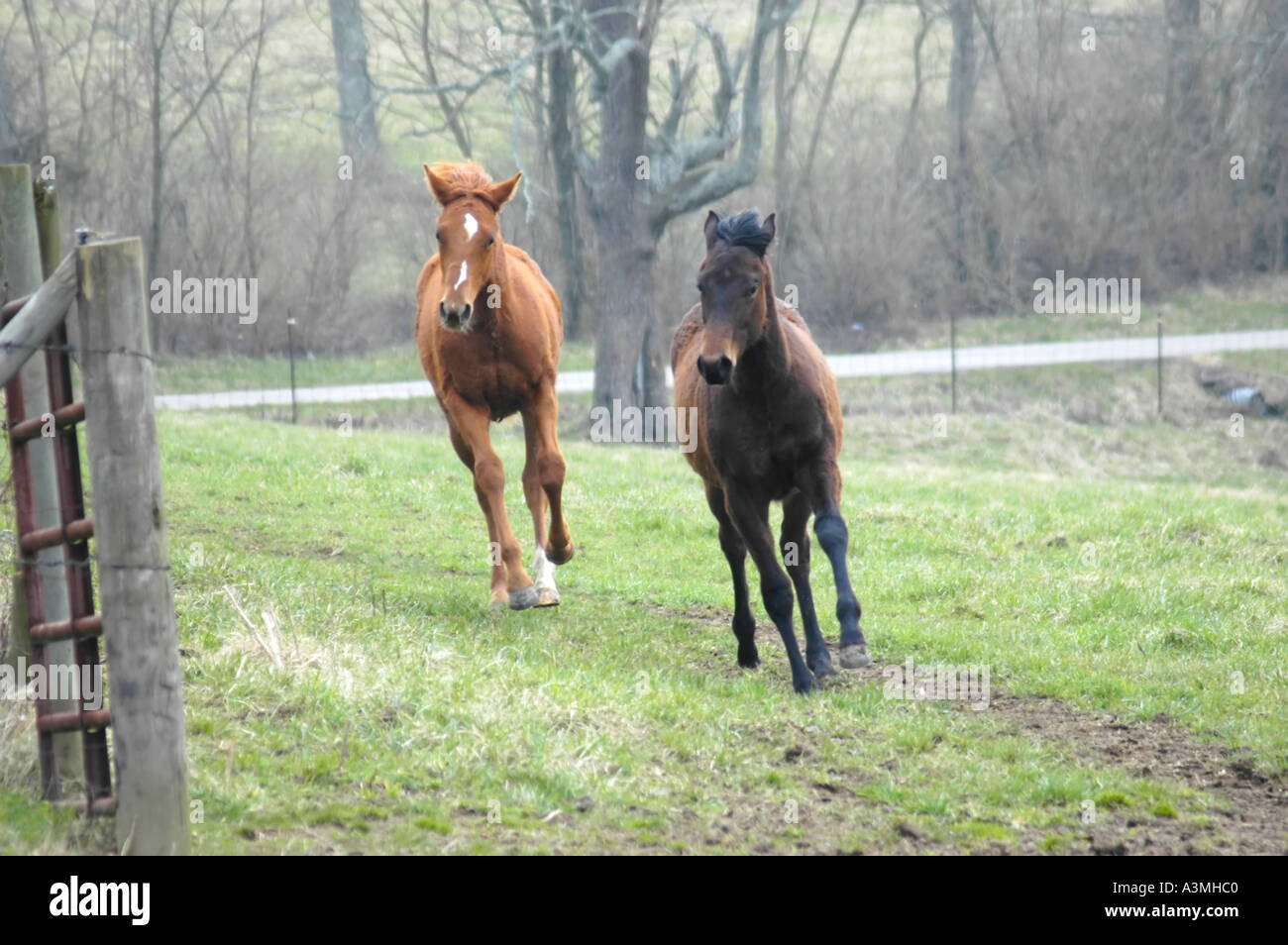 Thoroughbred colt hi-res stock photography and images - Alamy
