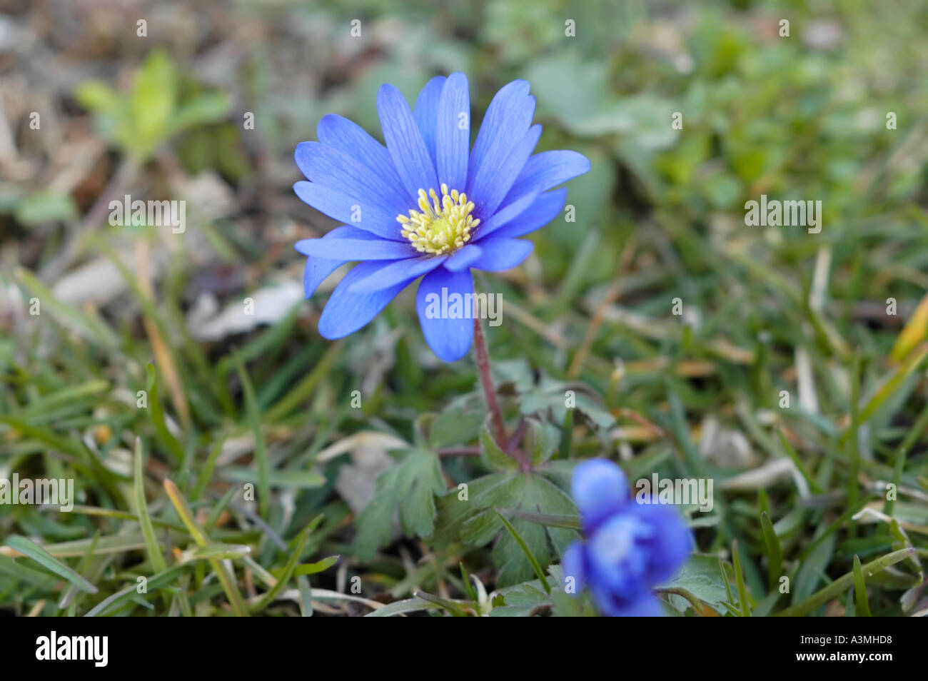 Blue Spring Flower Stock Photo - Alamy