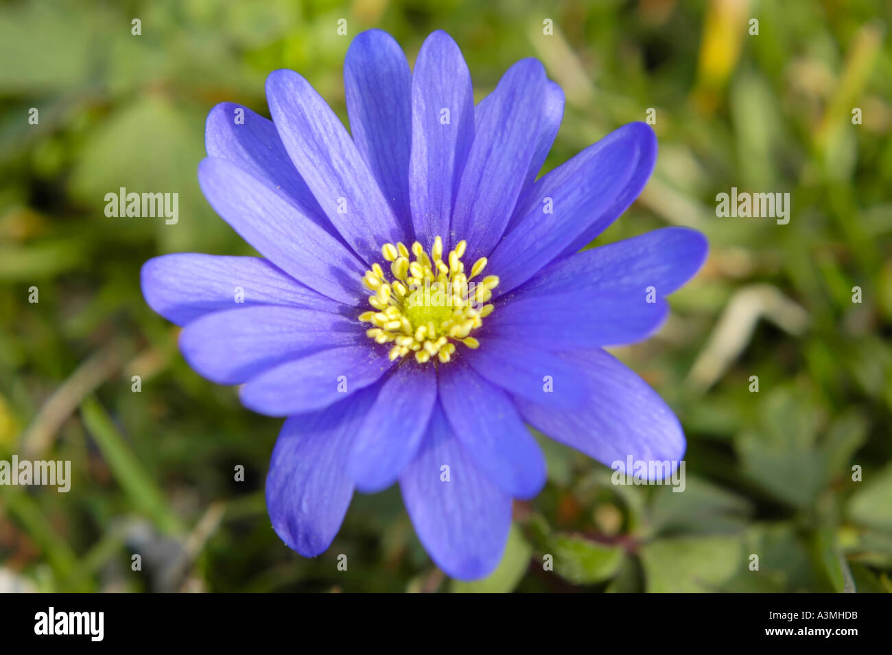 Deep blue flower hi-res stock photography and images - Alamy