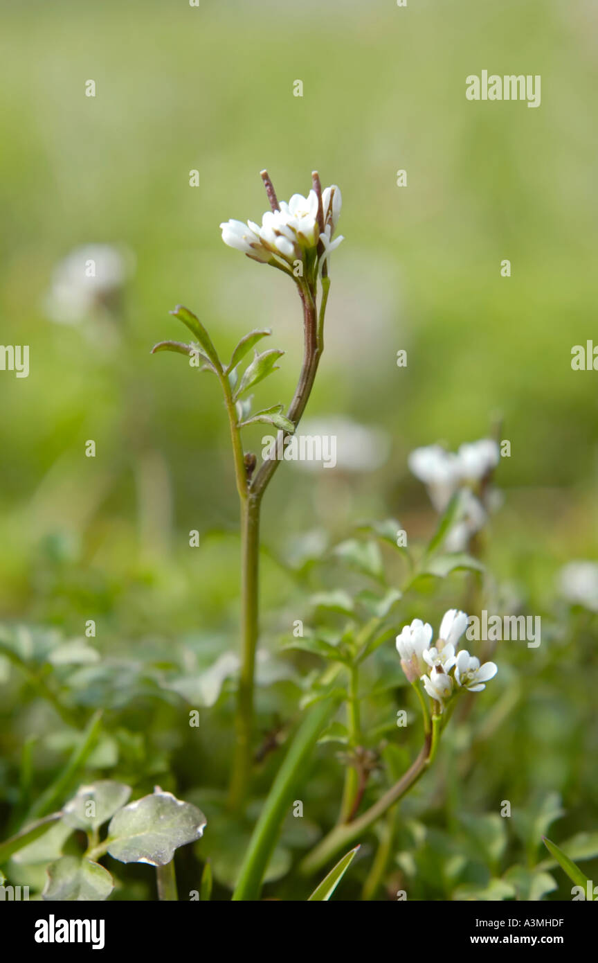 Tiny Cress Flower Stock Photo - Alamy