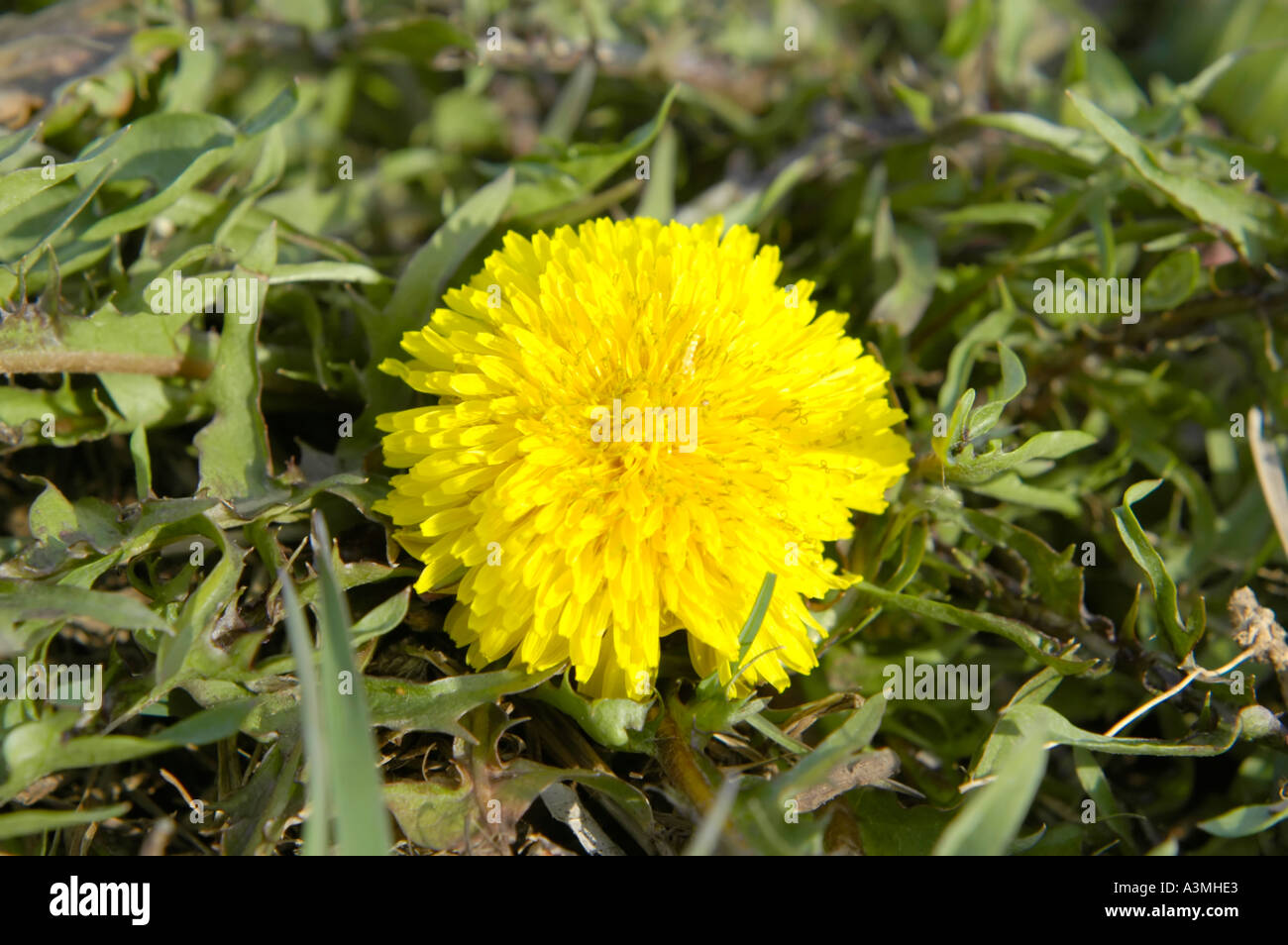 Common Dandelion flower Stock Photo - Alamy