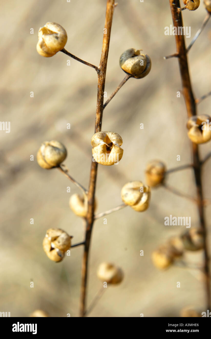 Seed weed hi-res stock photography and images - Alamy