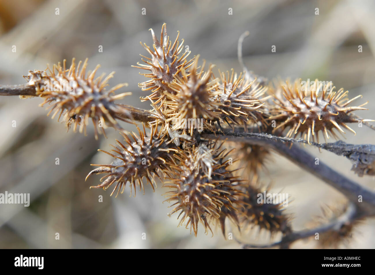 Seed hooks hi-res stock photography and images - Alamy