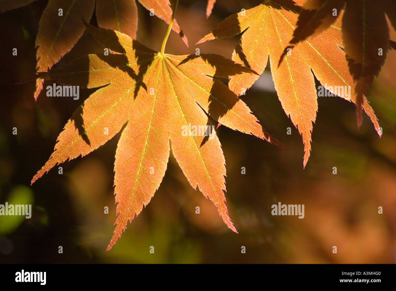 Autumn Maple leaves in Shade and Sunlight Stock Photo - Alamy