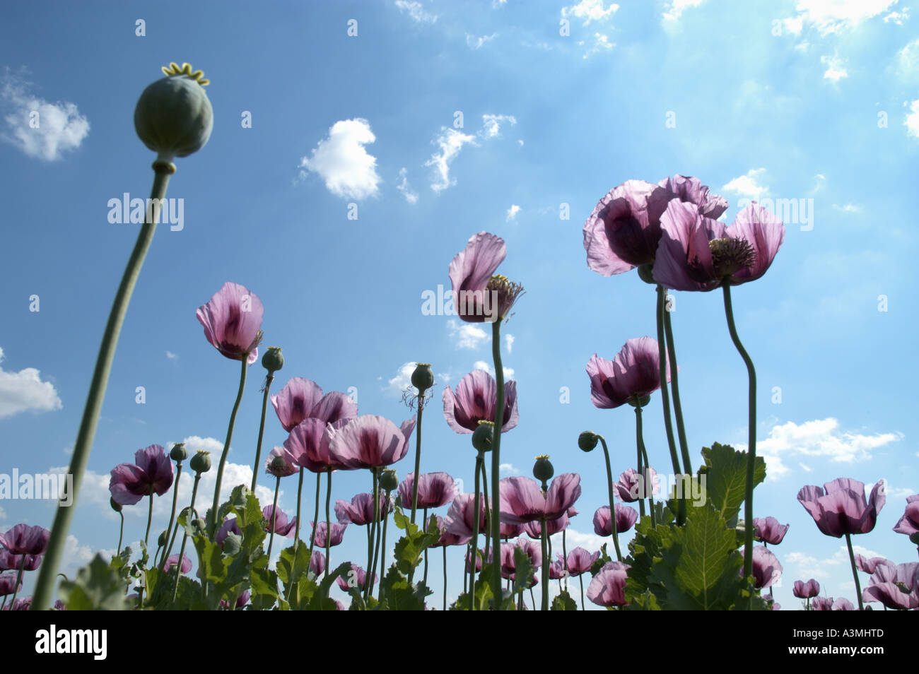 Poppies in front of blue sky from a worm's-eye view Stock Photo - Alamy