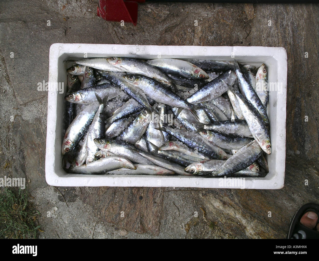Frozen sardines in a box Stock Photo - Alamy
