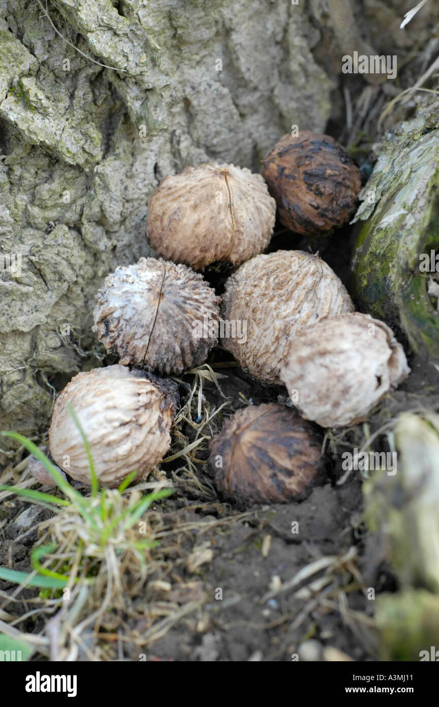 Pile of very weathered black walnuts at the foot of a tree in early ...