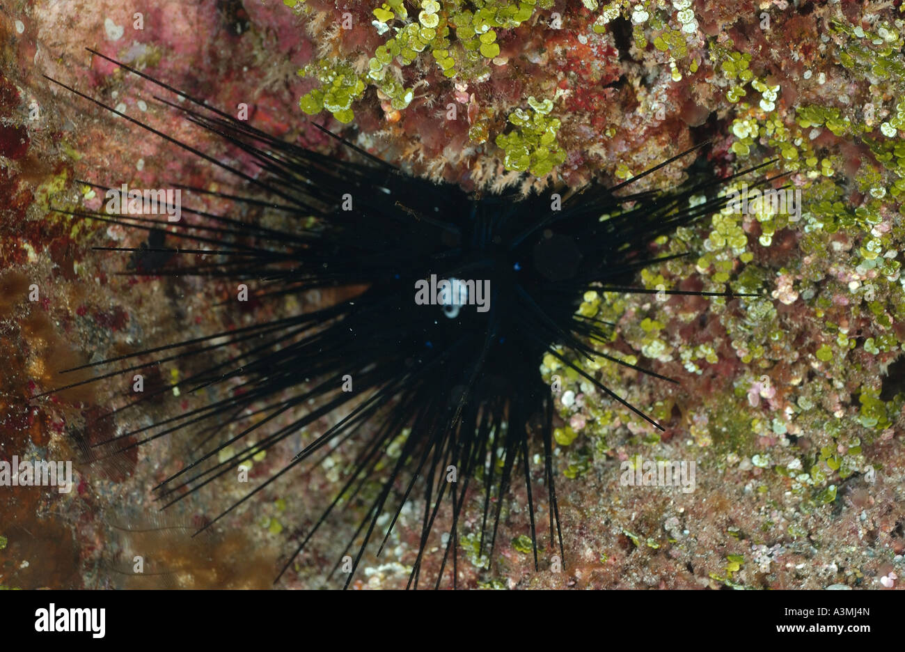 Black urchin diver hi-res stock photography and images - Alamy