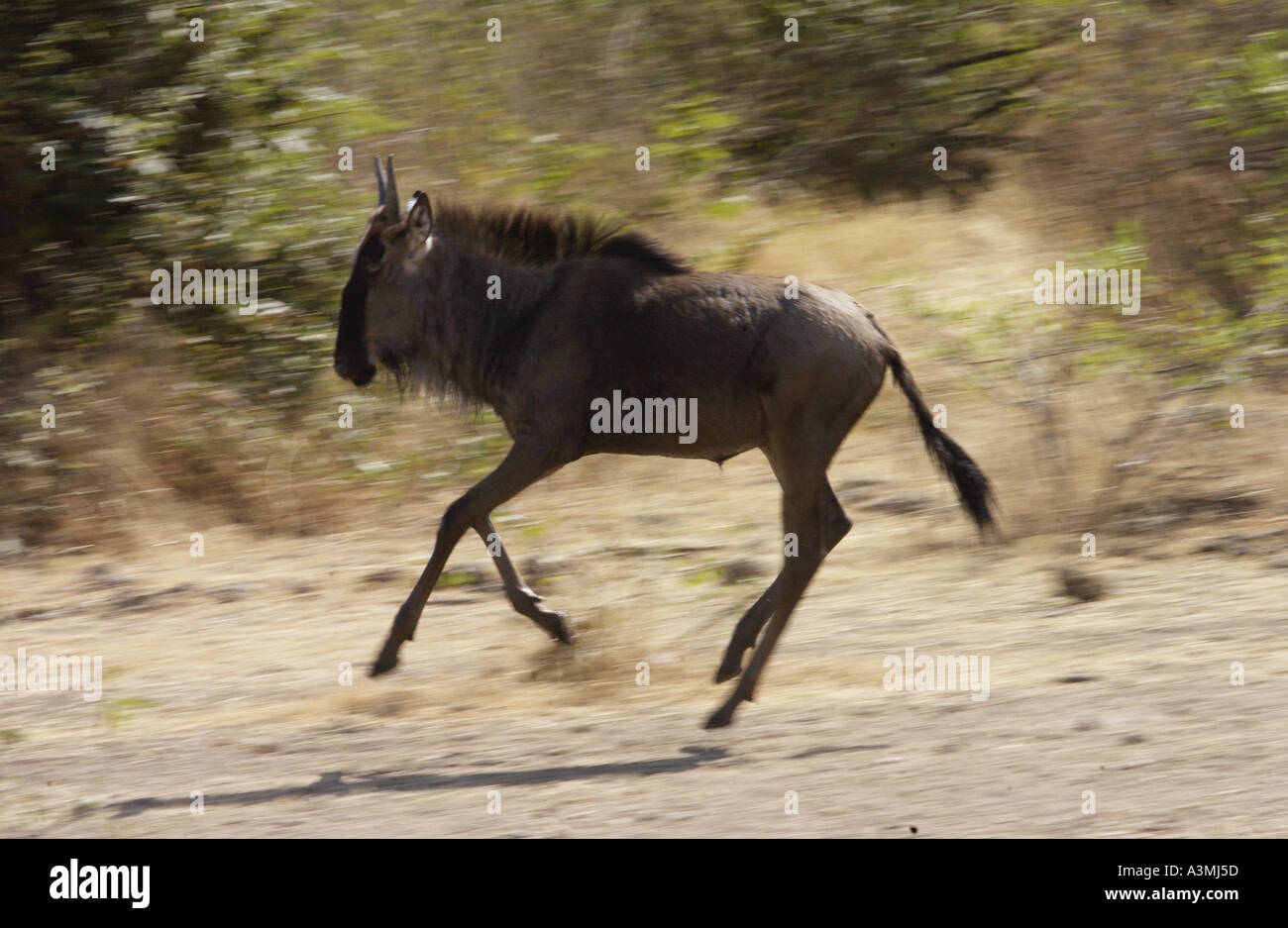 Juvenile migrating Blue Wildebeest running Grumeti Tanzania Stock Photo ...
