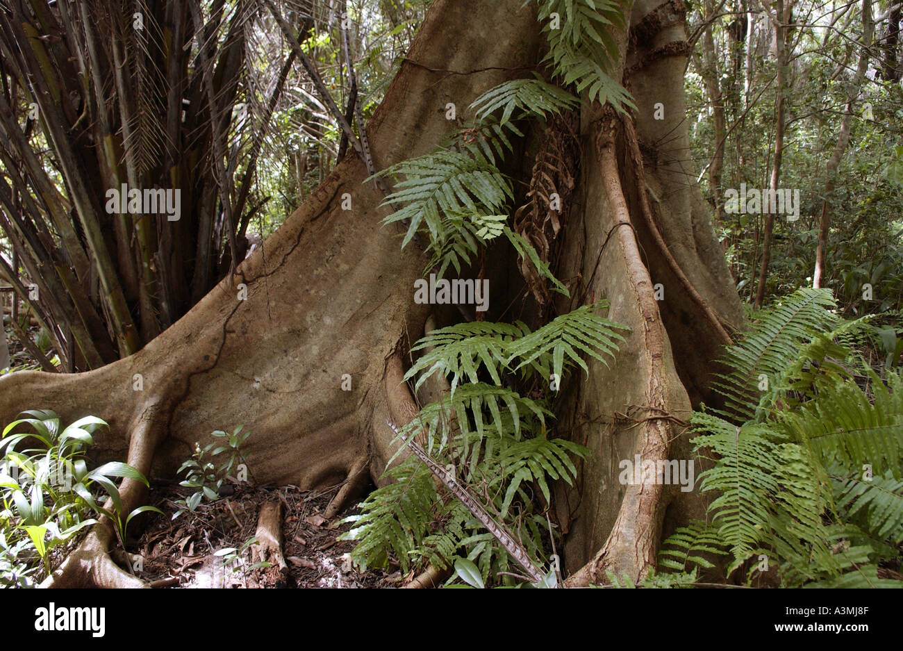 Sycamore Ficus Fig tree with buttress roots adapted for shallow soil ...