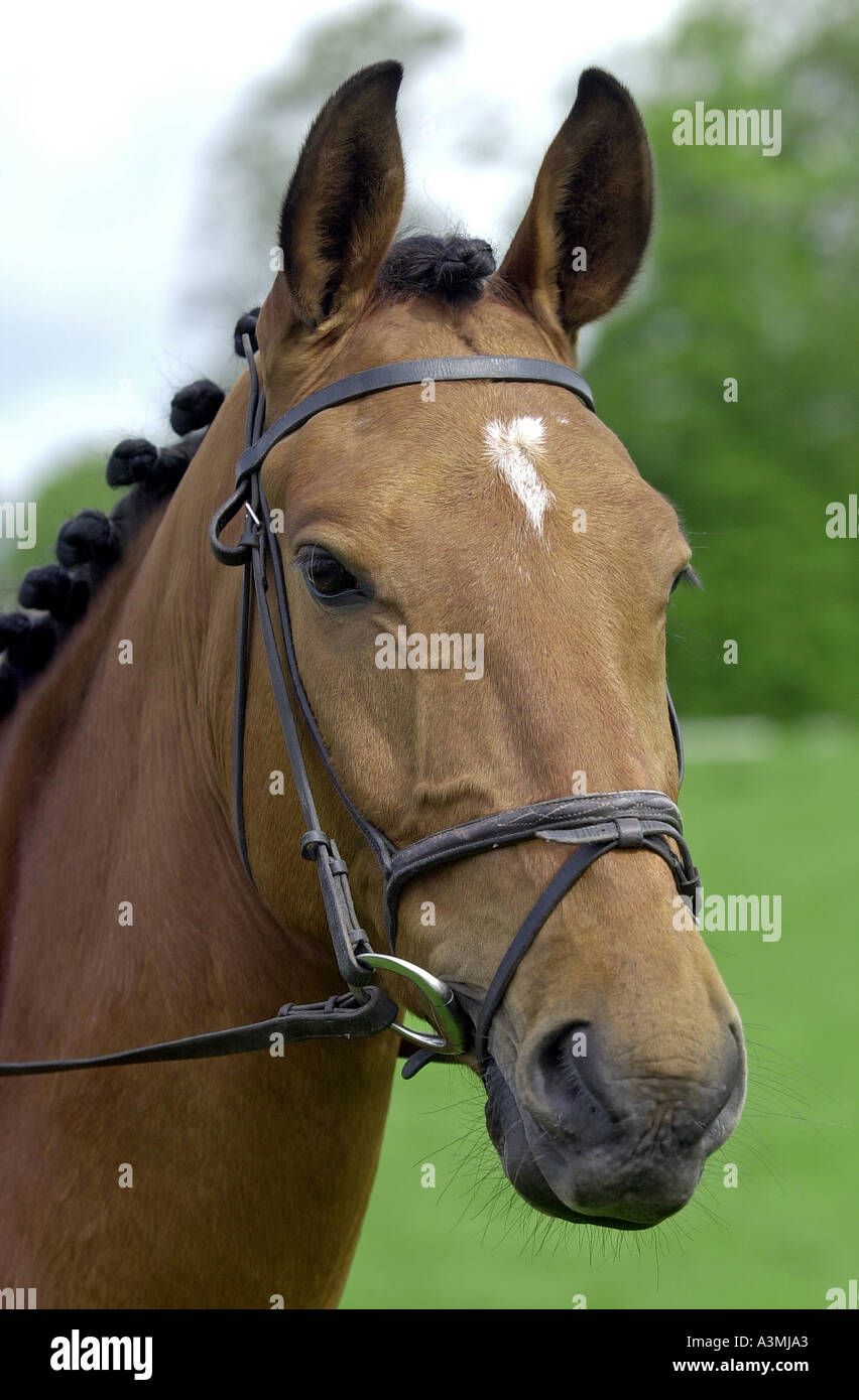 A horse called Travis A Cleveland Bay cross Thoroughbred breed Stock ...