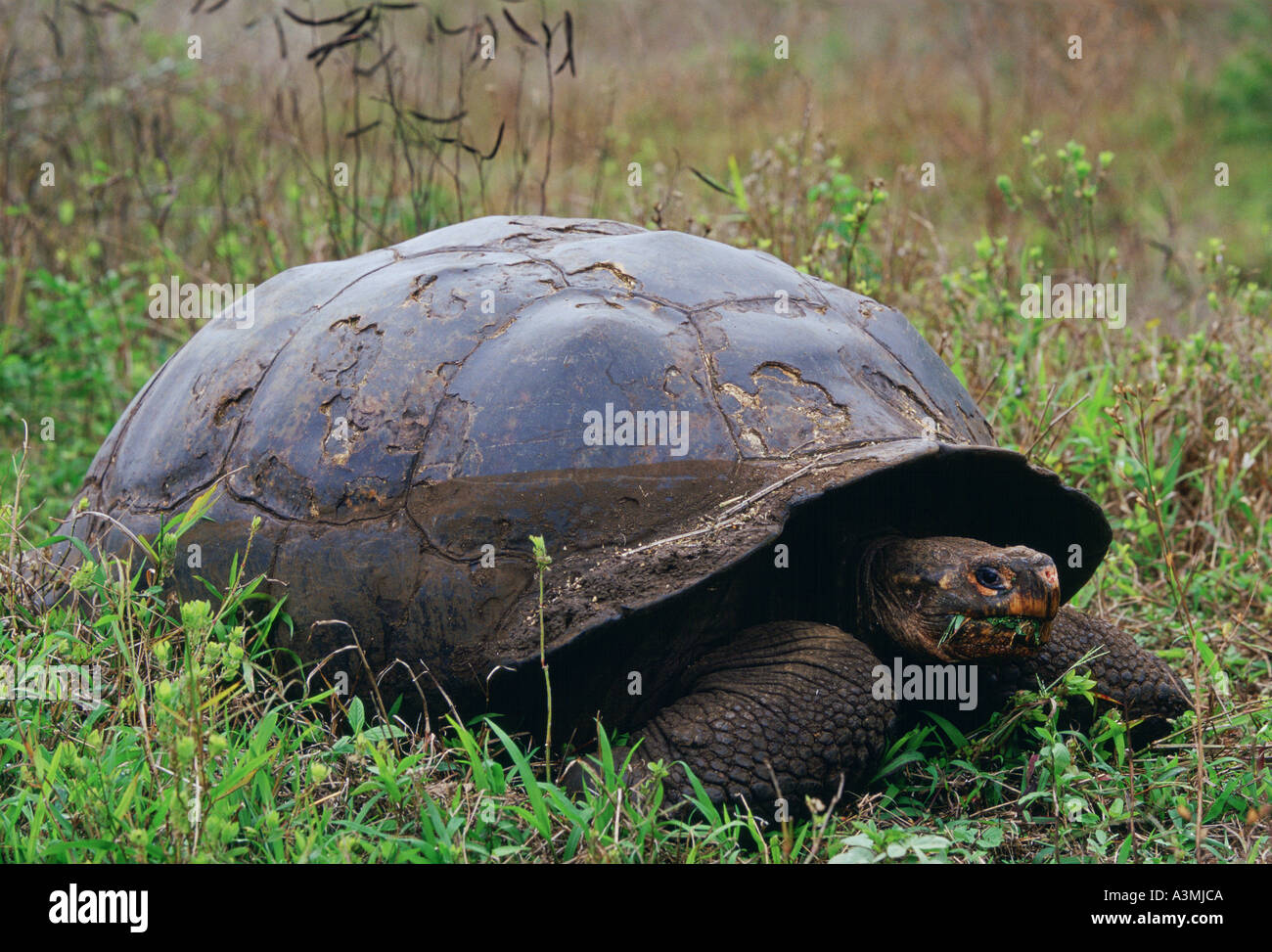 Giant tortoise feeding on leaves on the Galapagos Islands Stock Photo ...