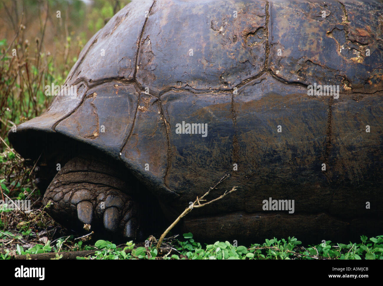 The back foot of a giant tortoise on the Galapagos Islands Stock Photo ...
