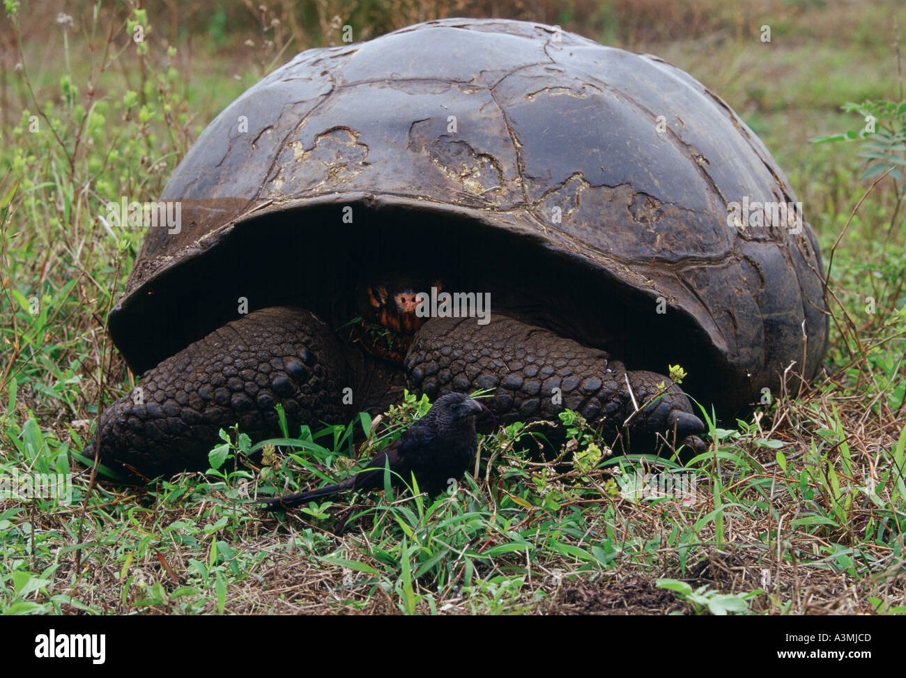 A giant tortoise feeding on leaves and a bird on the Galapagos Islands ...