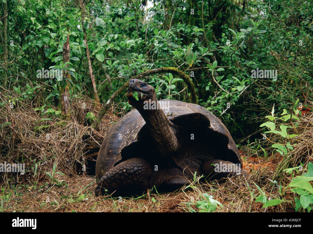 Giant tortoise feeding on leaves on the Galapagos Islands Stock Photo ...