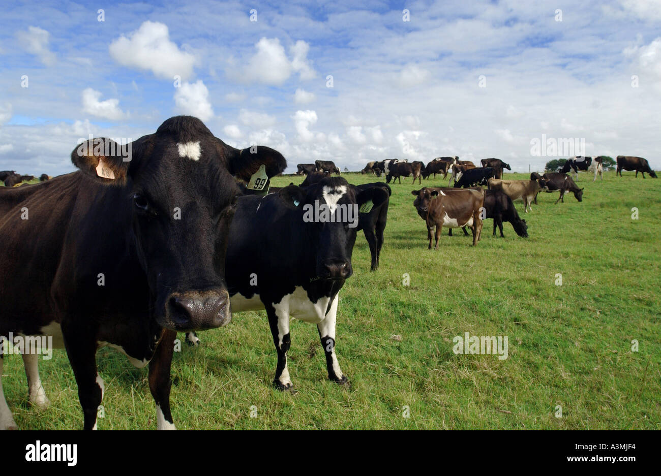 Farm land for cows hi-res stock photography and images - Alamy