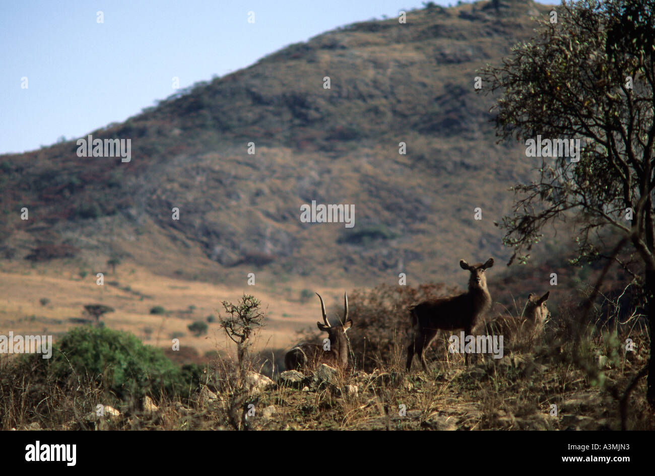 Bush buck a hilly landscape Nyanga Zimbabwe Stock Photo - Alamy