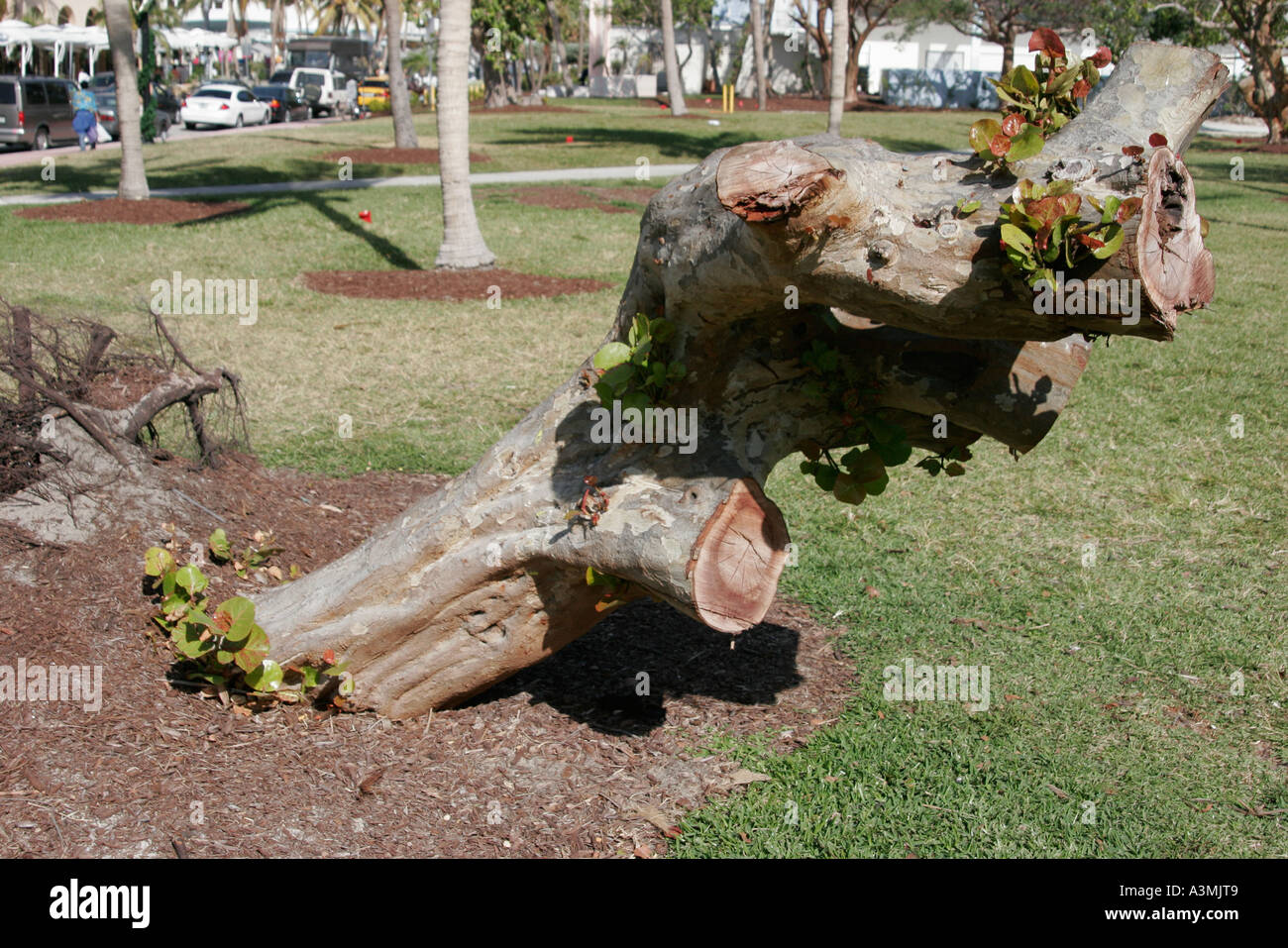 Sea grape tree trees trunk hi-res stock photography and images - Alamy