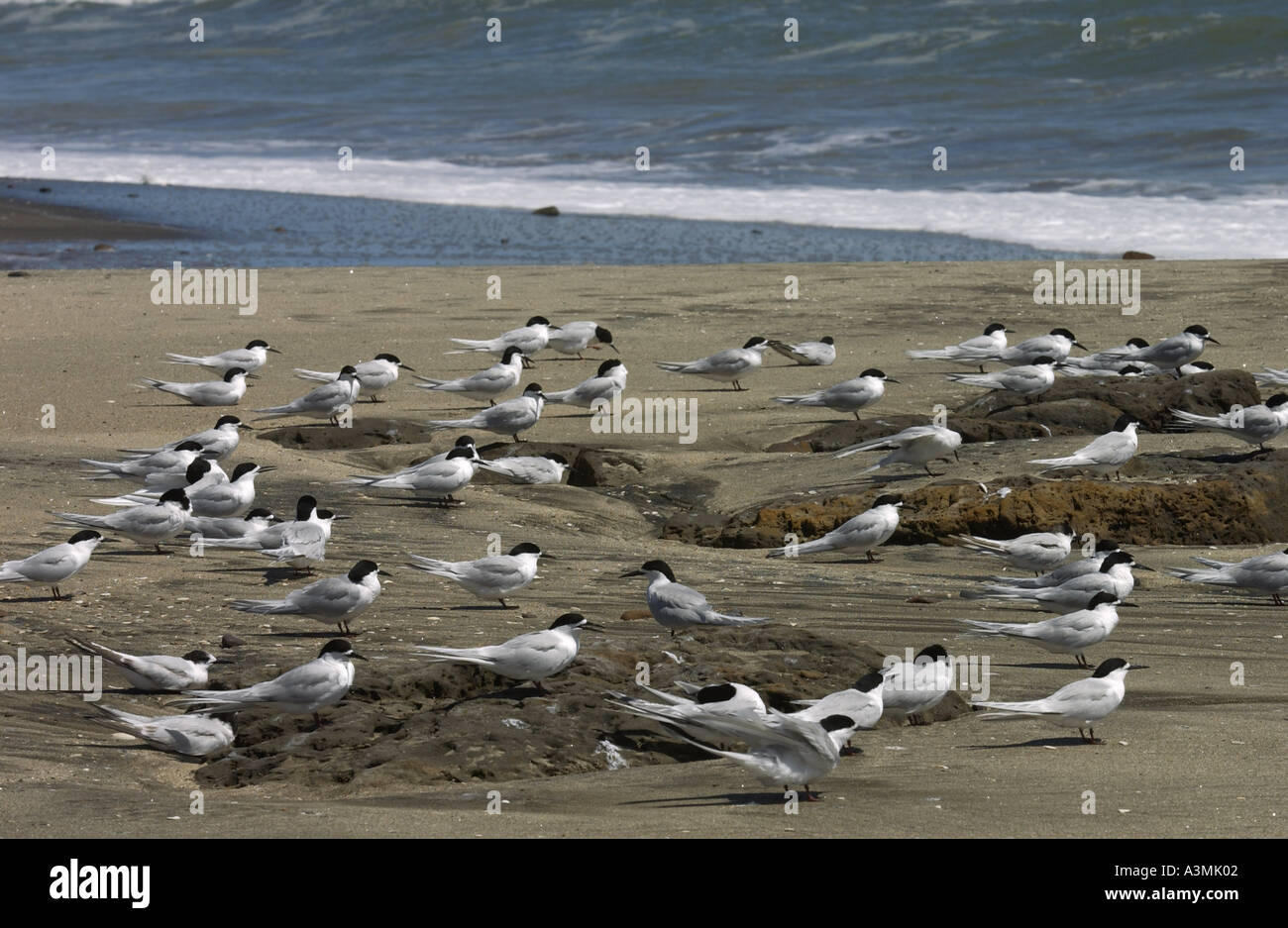 White fronted terns Sterna Striata on a beach near South Head on the ...