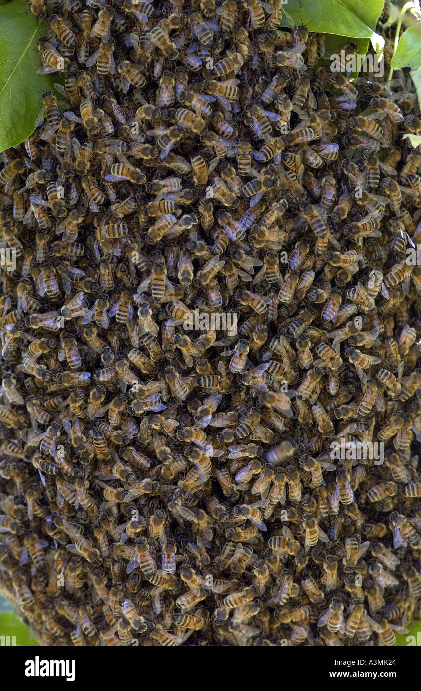 Honey bees swarming in a plum tree in the Cotswolds UK Stock Photo - Alamy