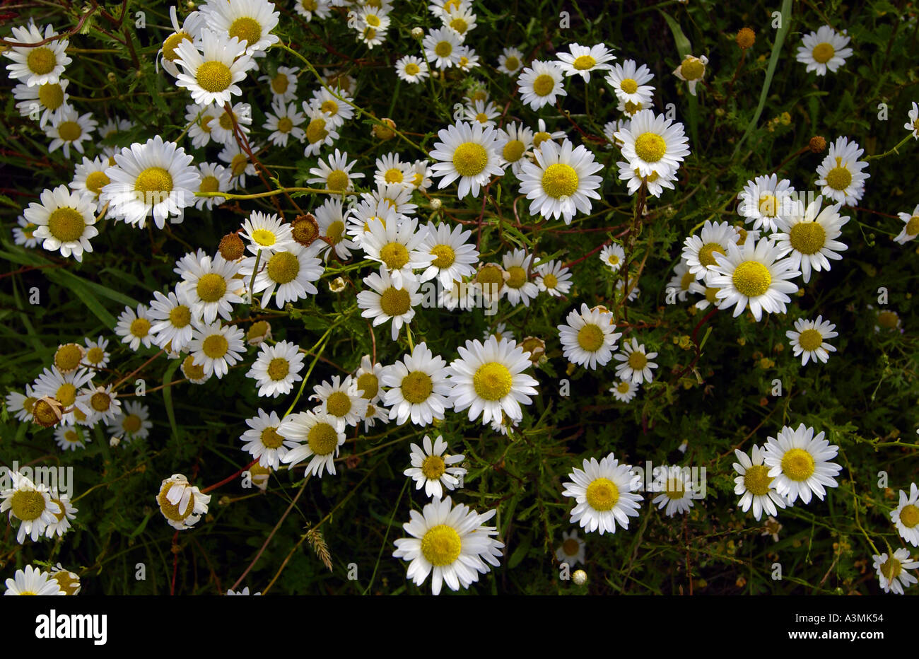 Yellow daisies new zealand hi-res stock photography and images - Alamy
