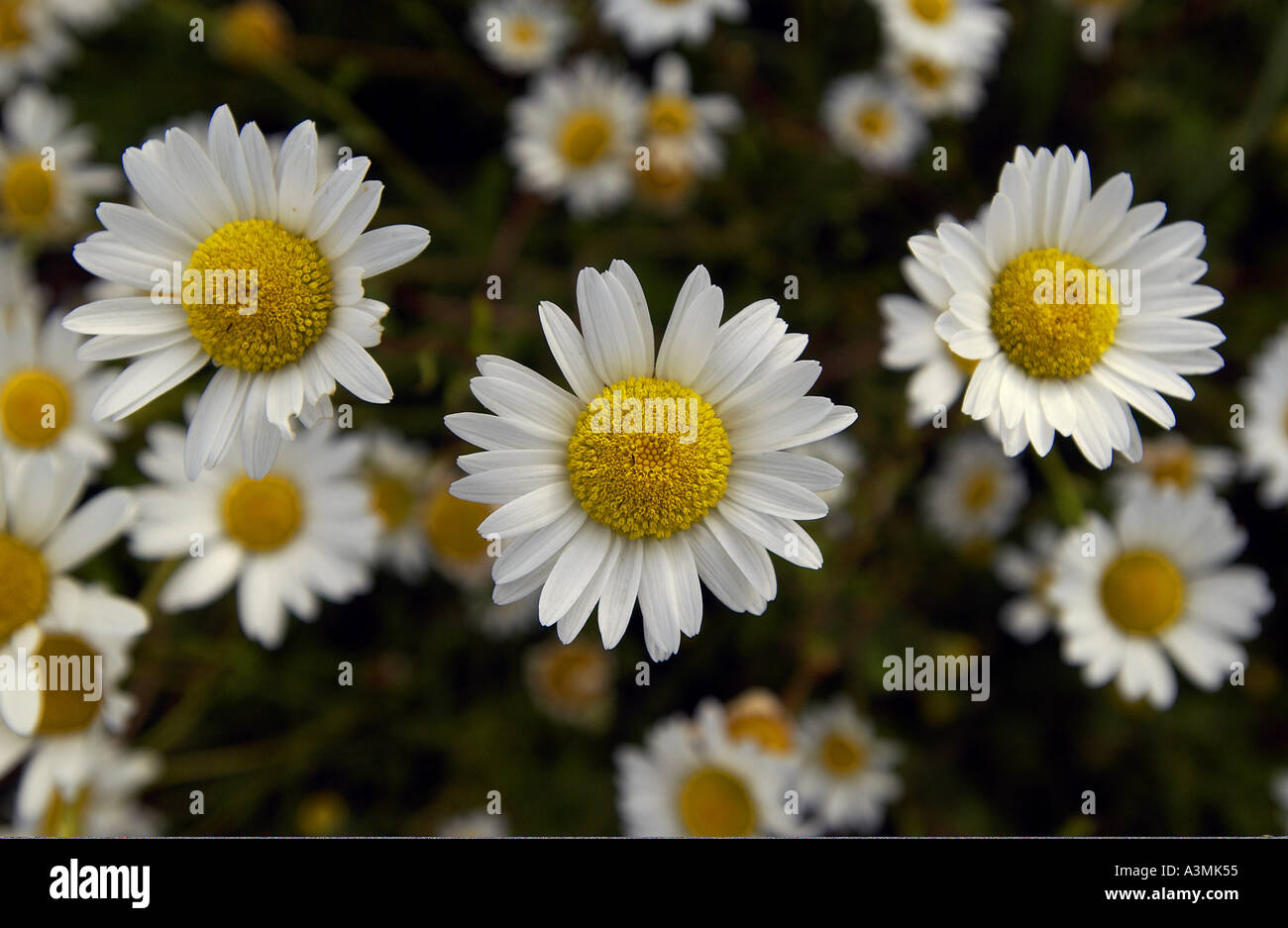 Yellow daisies new zealand hi-res stock photography and images - Alamy