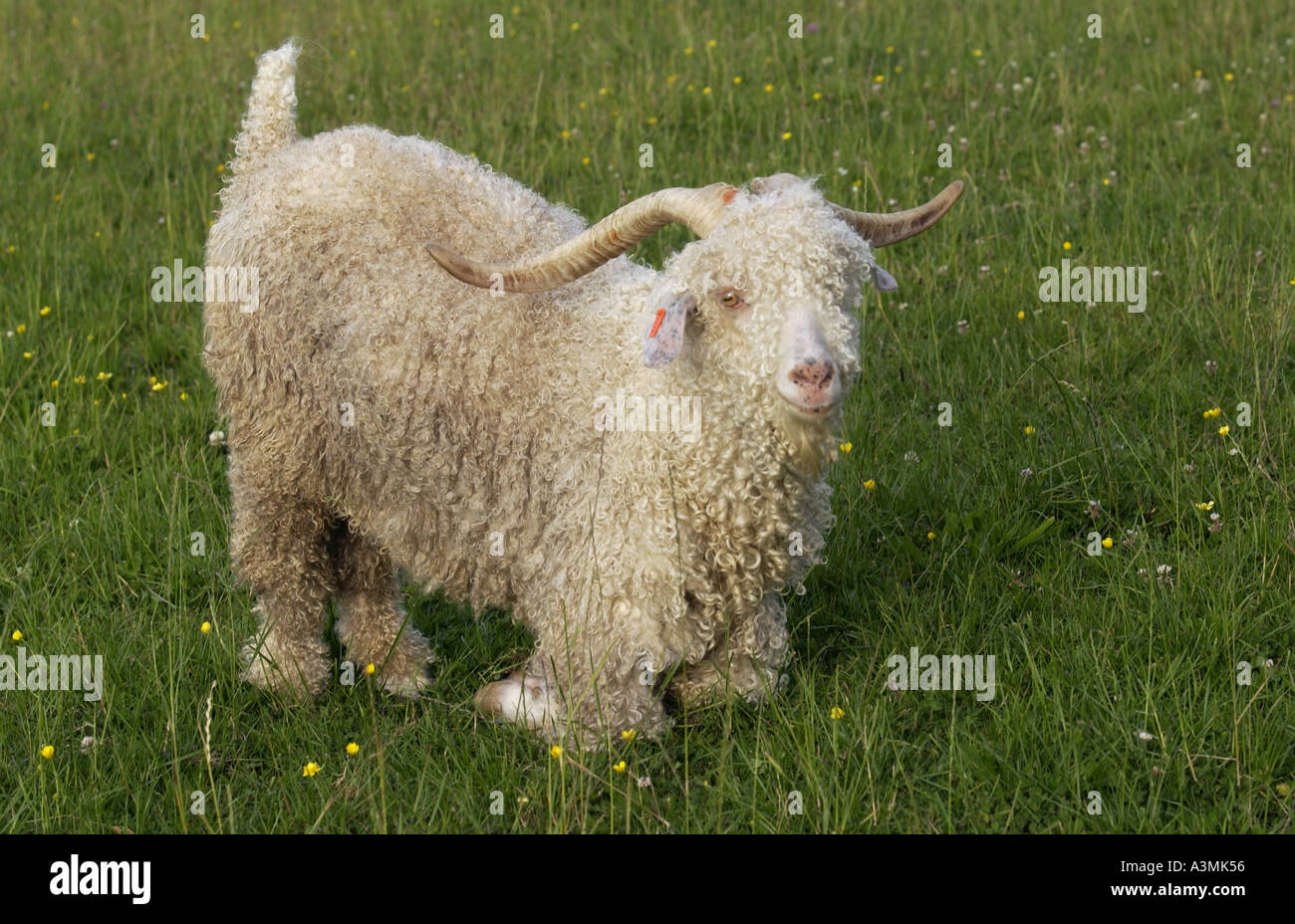 Angora goat on North Island in New Zealand Stock Photo - Alamy