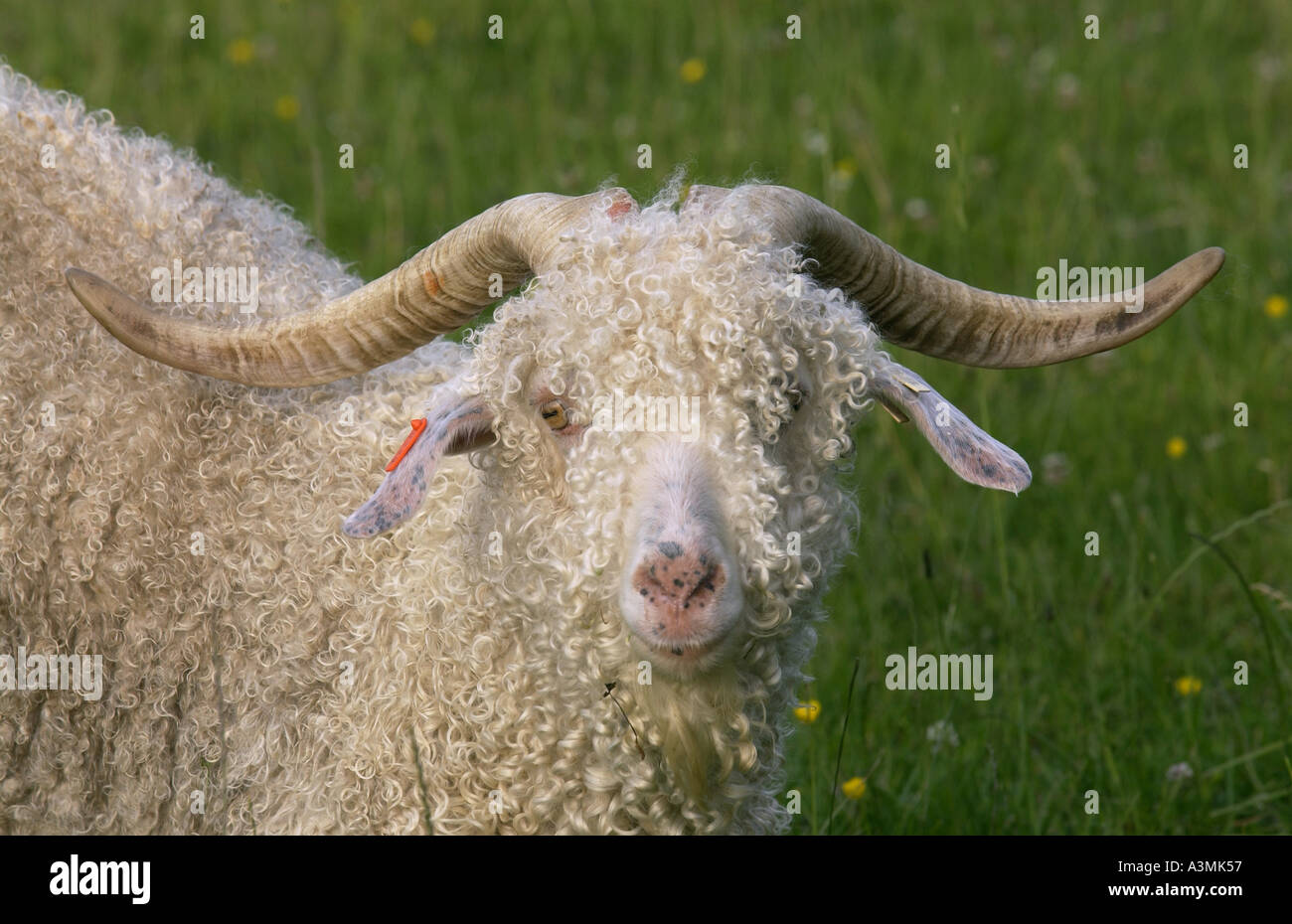 Angora goat horns hi-res stock photography and images - Alamy