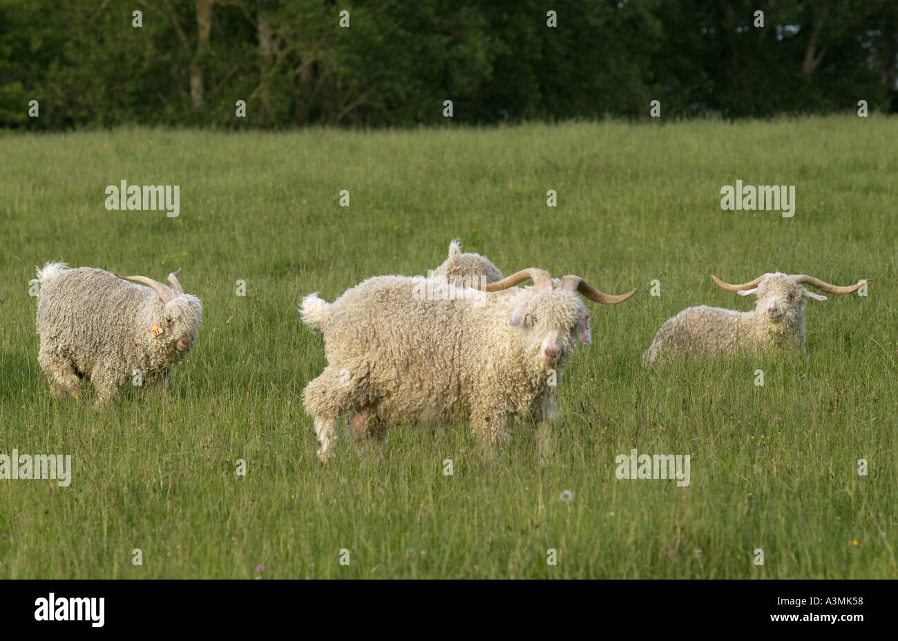 Angora goat country hi-res stock photography and images - Alamy