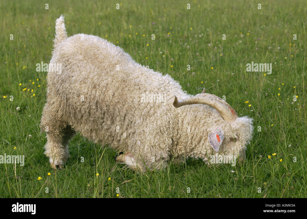 Angora goat on North Island in New Zealand Stock Photo - Alamy