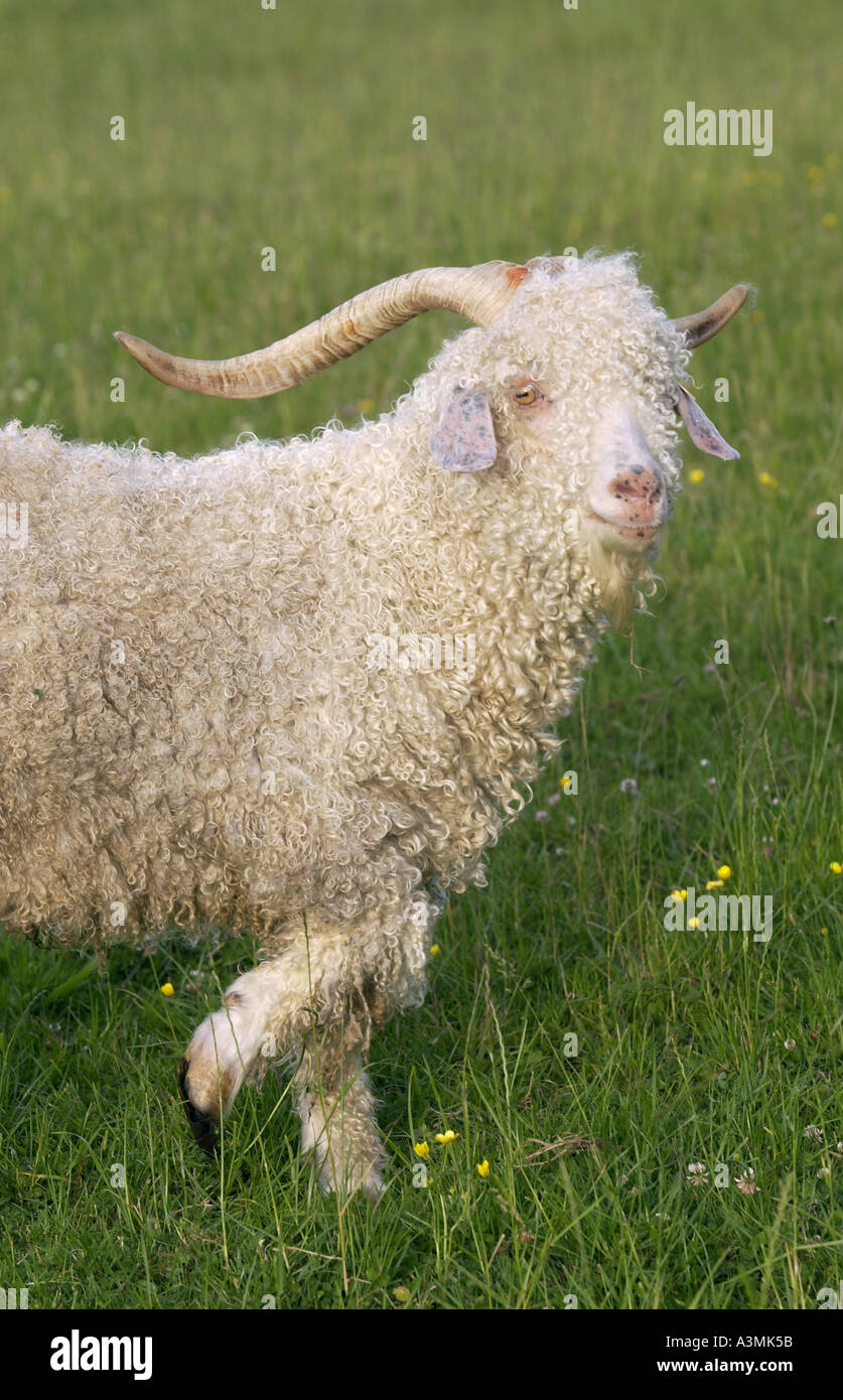 Angora goat on North Island in New Zealand Stock Photo - Alamy