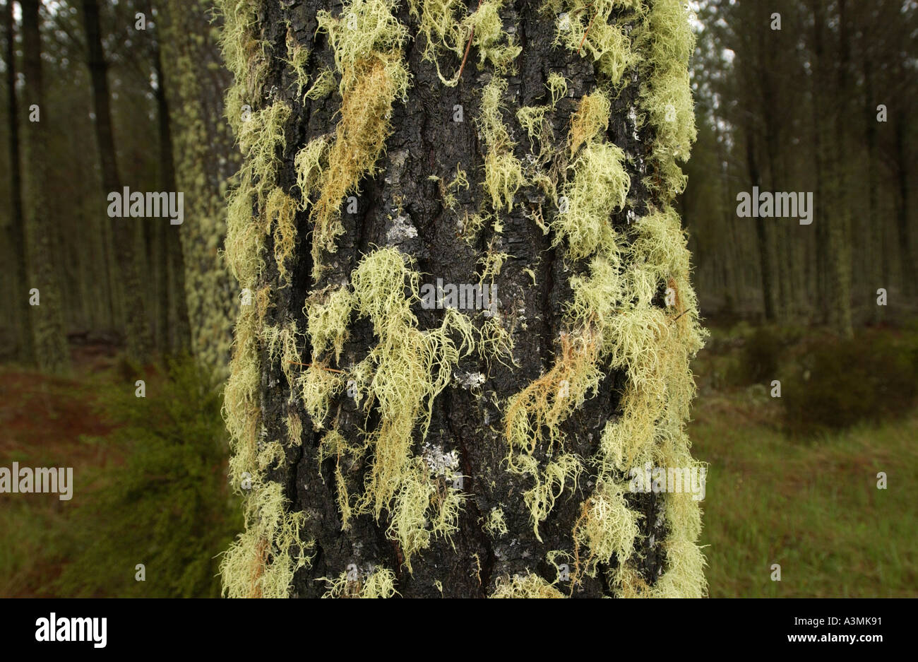 Tree Moss New Orleans Moss Tree Stock Photo Download Image Now
