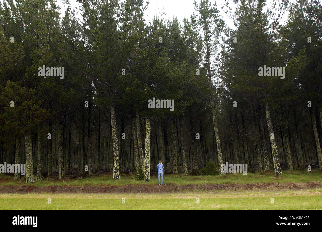 Tourist photographing moss and lichens on tree North Island New Zealand ...