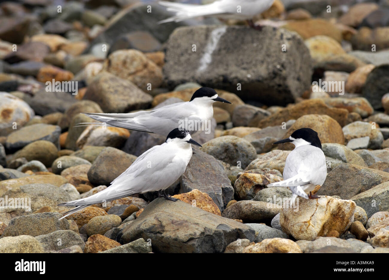 White fronted terns Sterna Striata in North Island New Zealand Stock ...